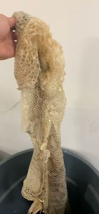 BURMESE PYTHON SHED SKIN- OUR GIRL ATHENA - YouTube