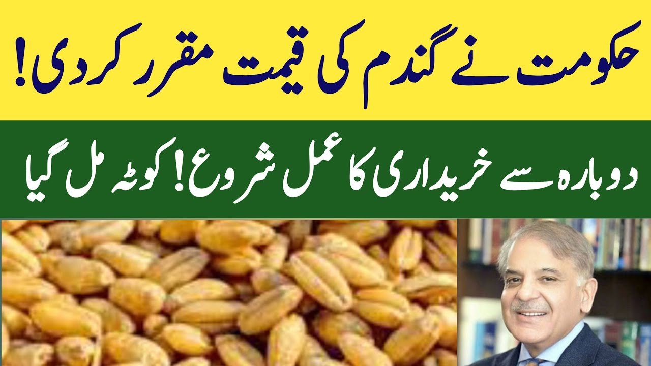 Wheat price in Pakistan Punjab - YouTube