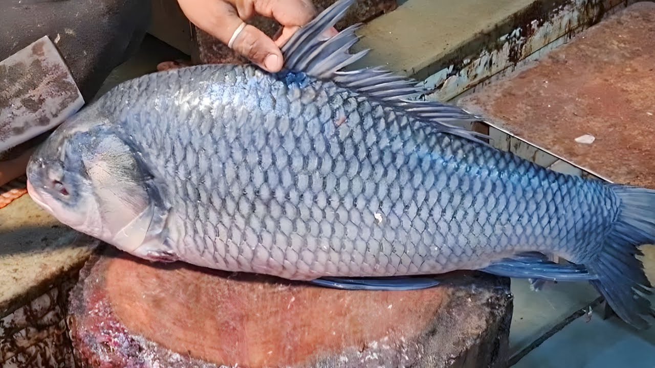 Live Big Catla Fish Cutting Skills (The Amazing Fisher) - YouTube