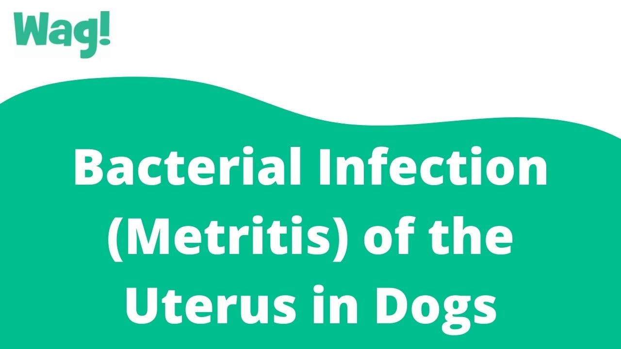 Bacterial Infection (Metritis) of the Uterus in Dogs | Wag! - YouTube