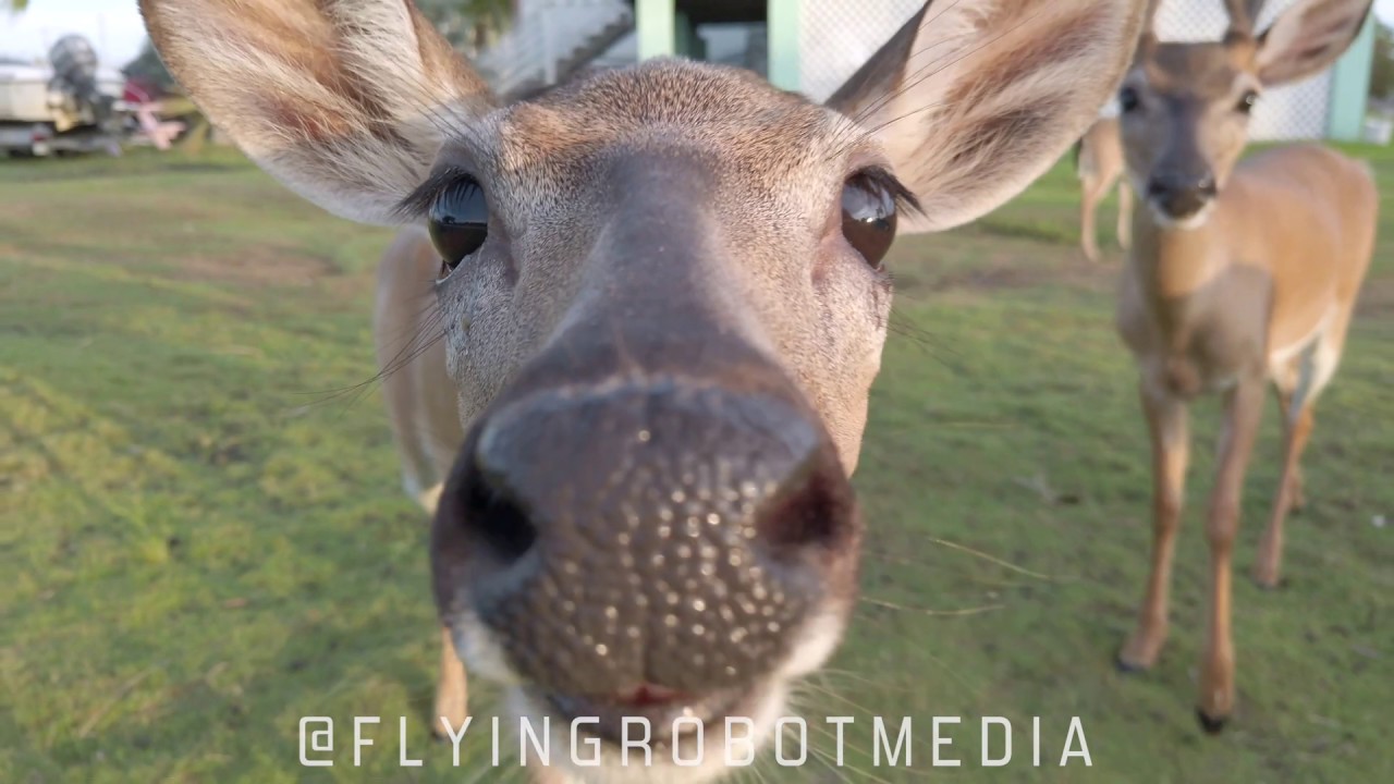 Wildlife in Key West and the Florida Keys - YouTube