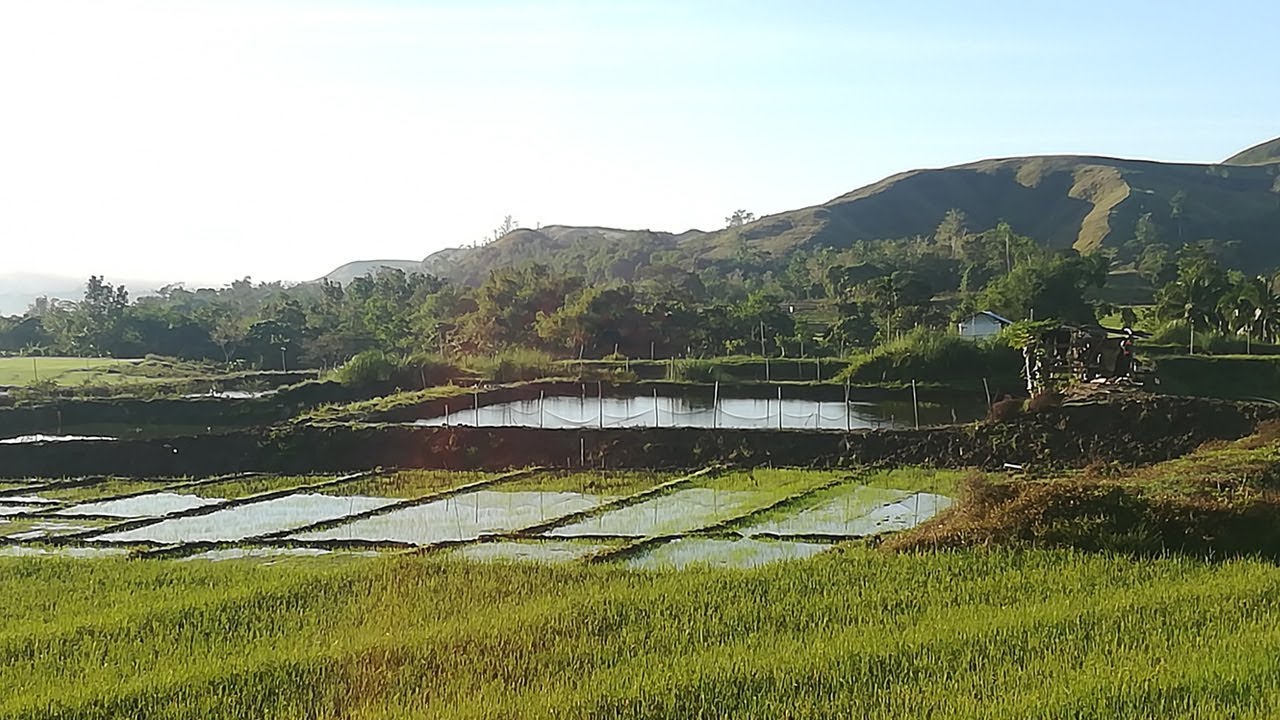 PALAY-ISDAAN: Dagdag Kita mula sa Rice & Fish Farming Diversification ...