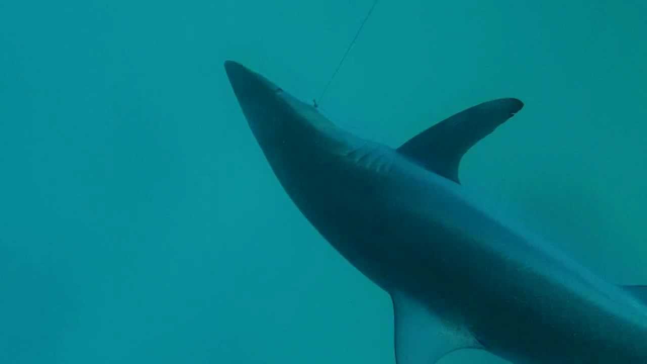 spinner shark.mp4 - YouTube