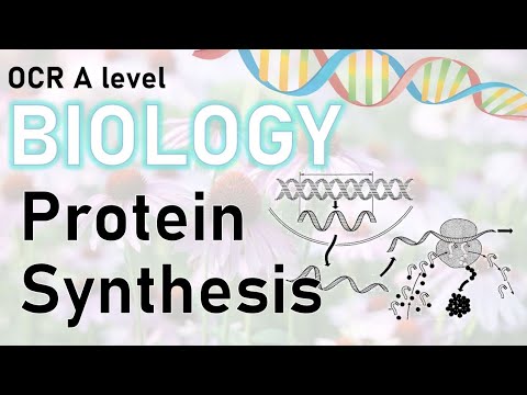 Protein Synthesis (transcription; translation) - A level Biology ...