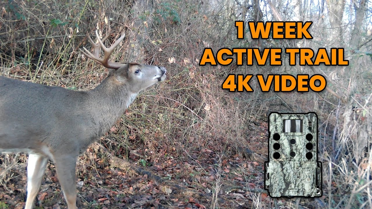 NOVEMBER ACTIVE TRAIL CAM 4K VIDEO - YouTube