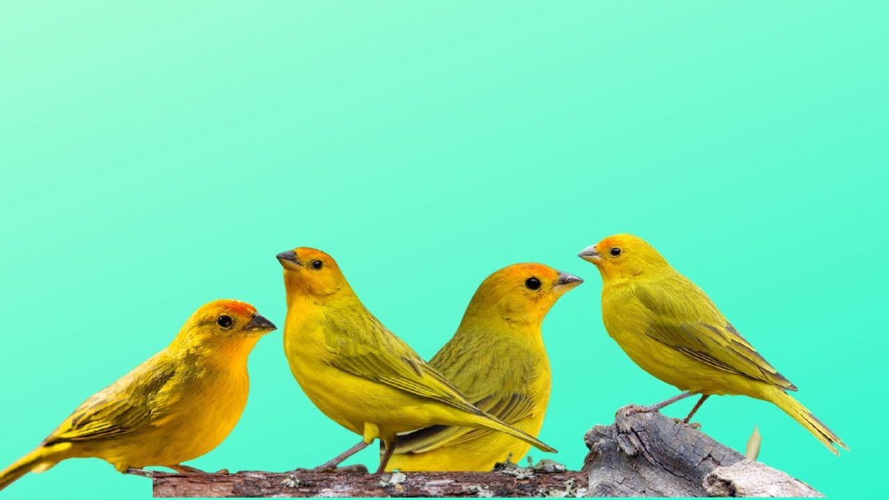 Canto de Canário som de Canário - Canary singing Canary sound - YouTube