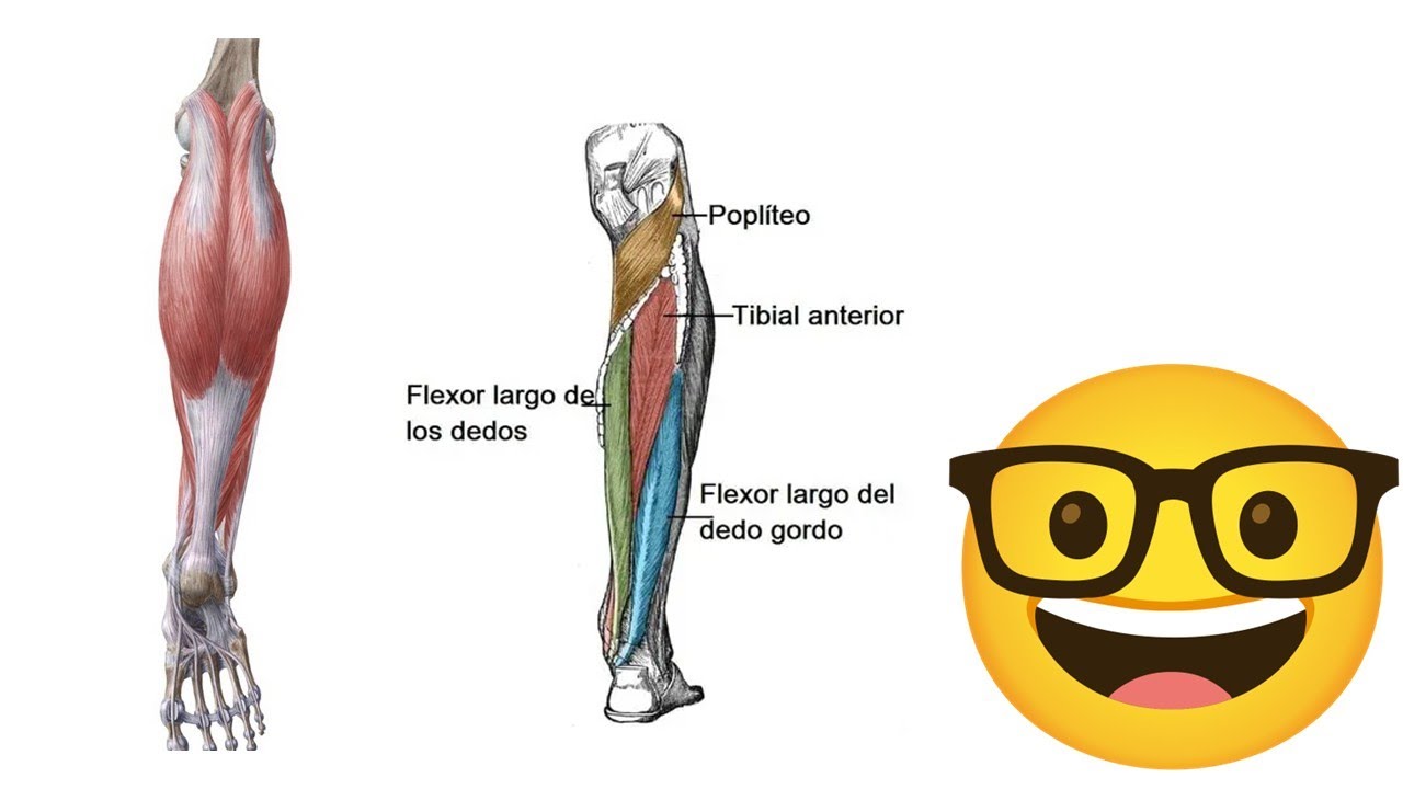 Anatomía musculoesquelética - Músculos posteriores de la pierna- - YouTube