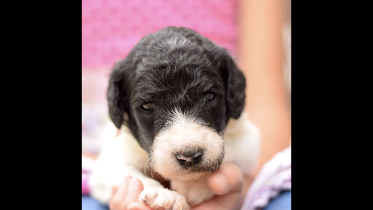 Above Standard Poodles The Boys from our Belle/Oreo Litter - YouTube