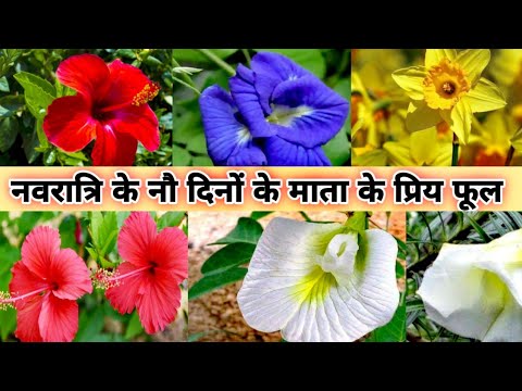 नवरात्रि के नौ दिनों के माता के प्रिय फूल | मां दुर्गा को कौन सा फूल ...