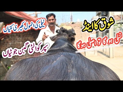 Pakistan's BEST Milking Buffaloes Farm in Punjab || How To Get Best ...