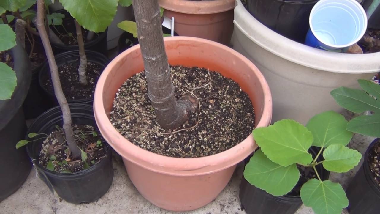 Growing Babaco in a container - YouTube