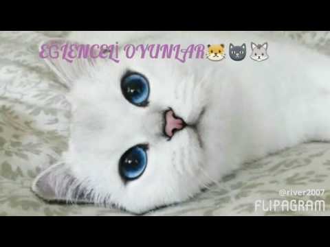 Sevimli kedicikler