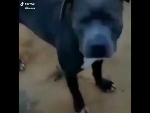 Flying Dog Vibe Check - YouTube