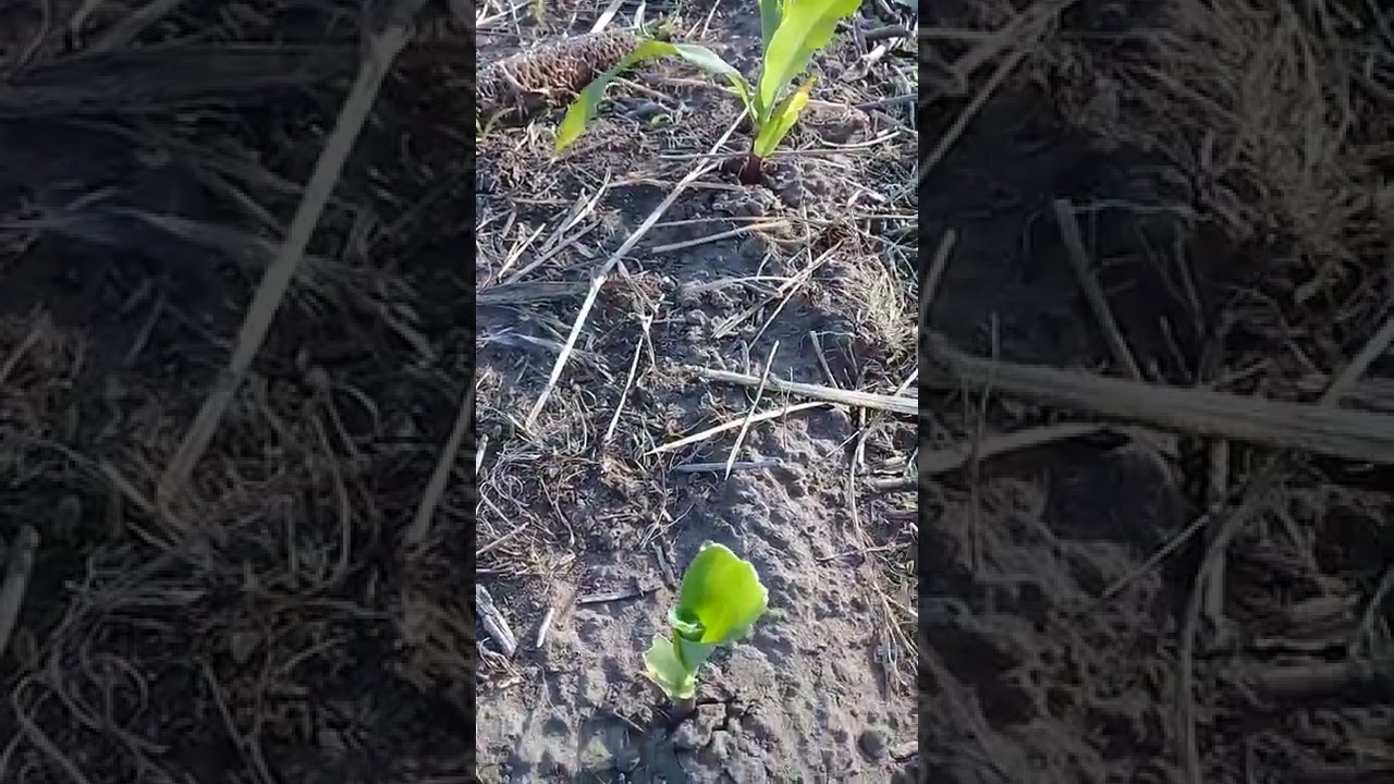 Gutación en Maíz fenomeno fisiológico - YouTube