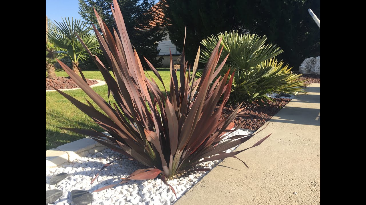 phormium tenax dark advocado - YouTube