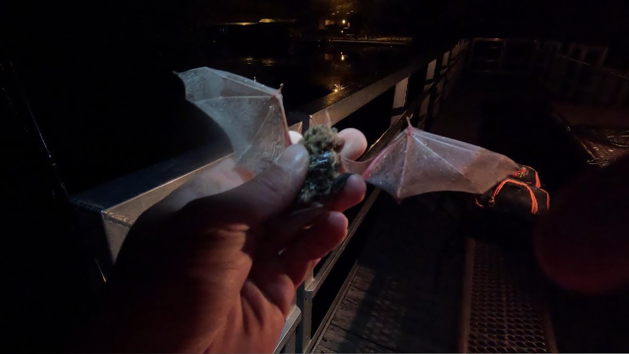 bit by bat while fishing for flatheads. - YouTube