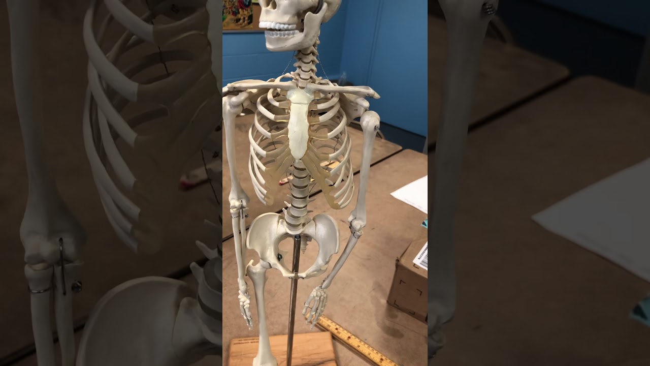 Master Bone/7th/8th part 2 - YouTube