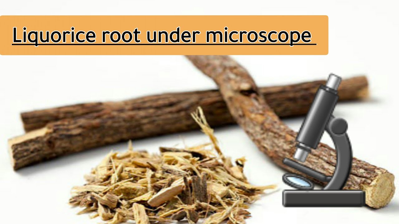 Liquorice root under microscope - YouTube