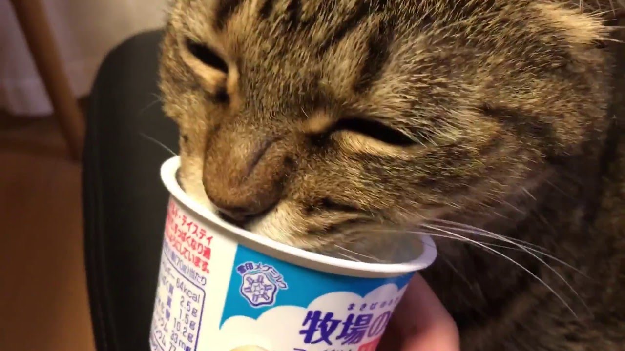 Cat eating Yogurt - YouTube