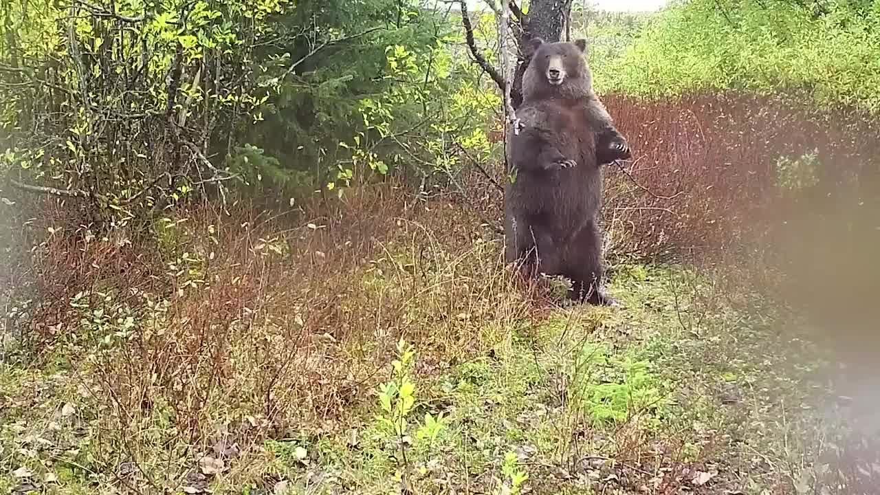 WATCH: Alaskan bear enjoys tree scratch while fattening up for winter ...