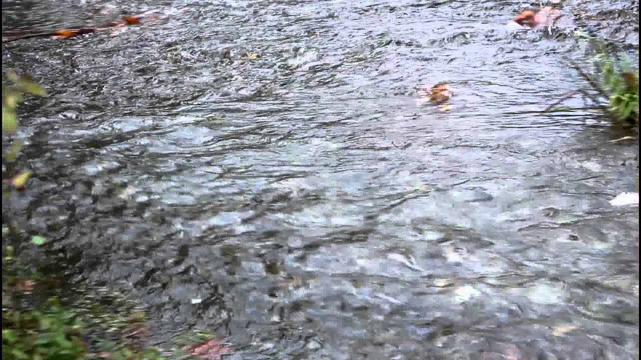 Salmon spawning in Goldstream Park near Victoria, BC, Canada - YouTube