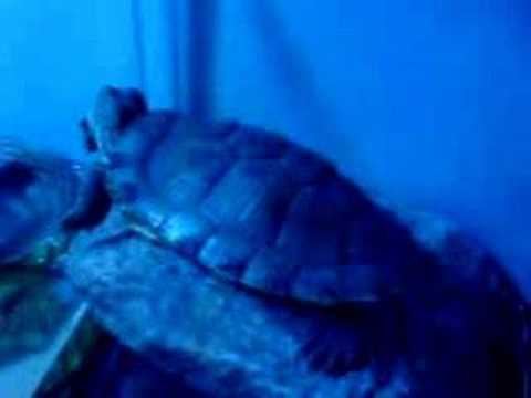 turtle sound - YouTube