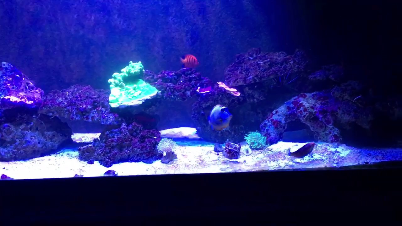 Let's add some corals to the 150 g reef - YouTube