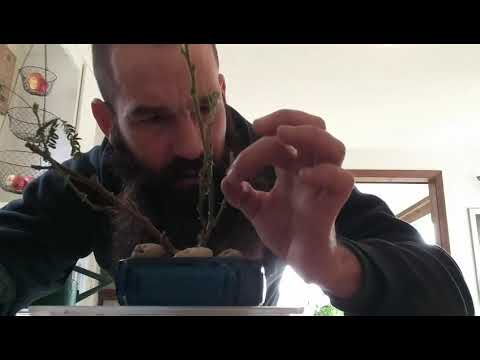 Brazilian Rain Tree Bonsai and Spider Mites Attack!!! Nov 2019 - YouTube