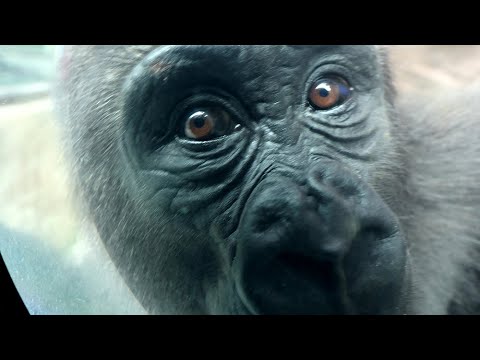 Adorable Ringo close up at the window,curious about orangutan doll金剛猩猩 ...