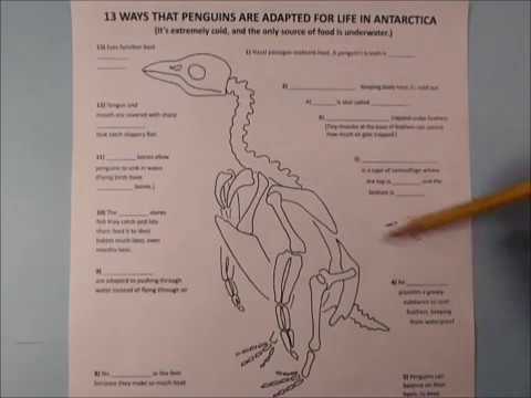 Penguin adaptations drawing lesson - YouTube