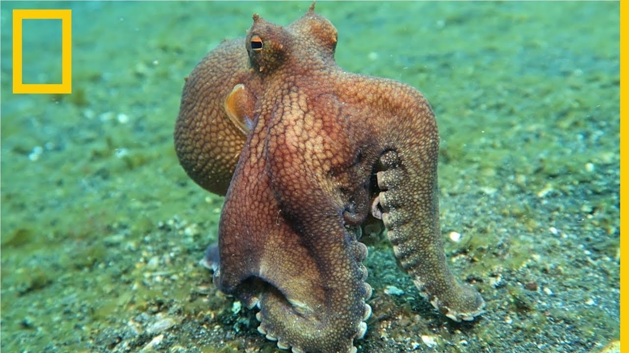 ¿Por qué se mueve de forma tan extraña este pulpo? | National ...