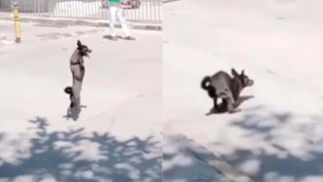 Video of two-legged dog falling and getting up to cross road goes viral ...