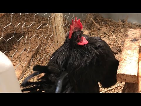 Black Malaysian Serama - YouTube