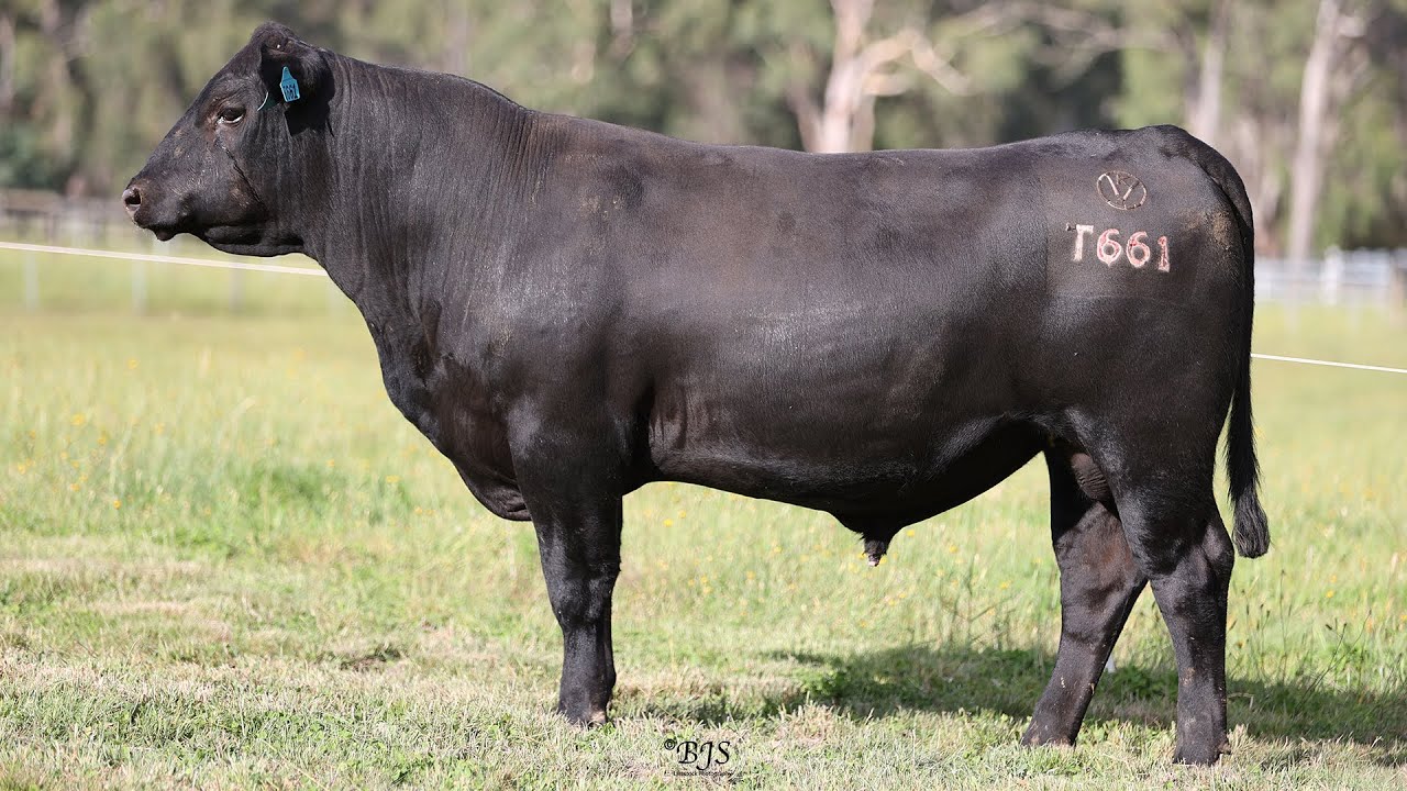 Lot 2 GXN22T661 Kelly Angus 2024 - YouTube