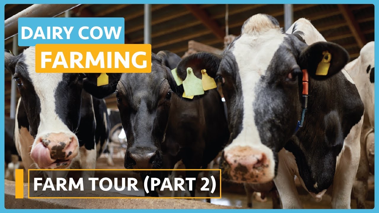 Dairy Cow Farming (Lesson 23) - Farm Tour Part 2 - YouTube