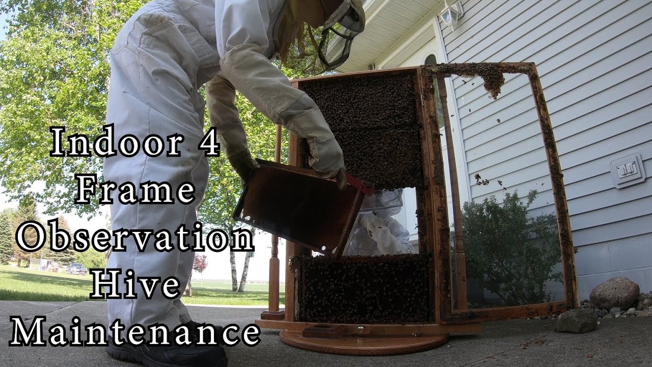 Indoor 4 Frame Observation Beehive Hive 360 Degree Rotation Maintenance ...