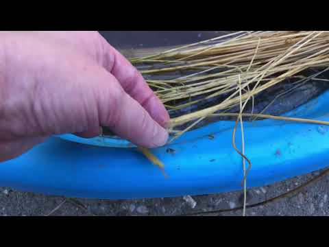 Flax has finished retting - YouTube