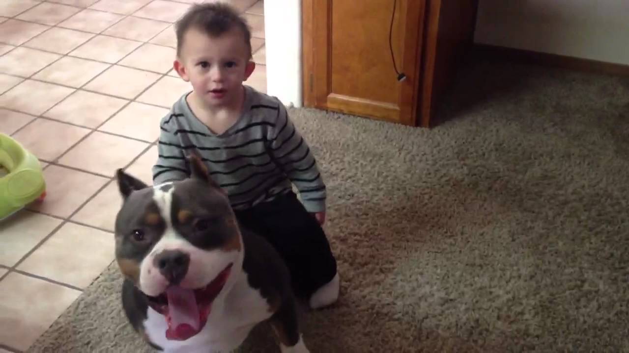 Beastro back American bully ride - YouTube