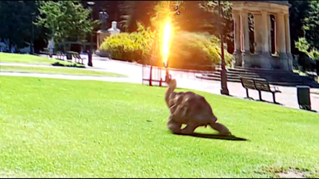 I gave a gun to a tortoise... - YouTube