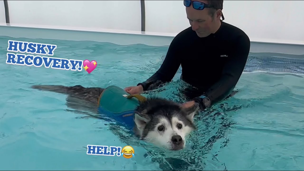 We Took Millie To Doggy Hydrotherapy!😭💙. - YouTube