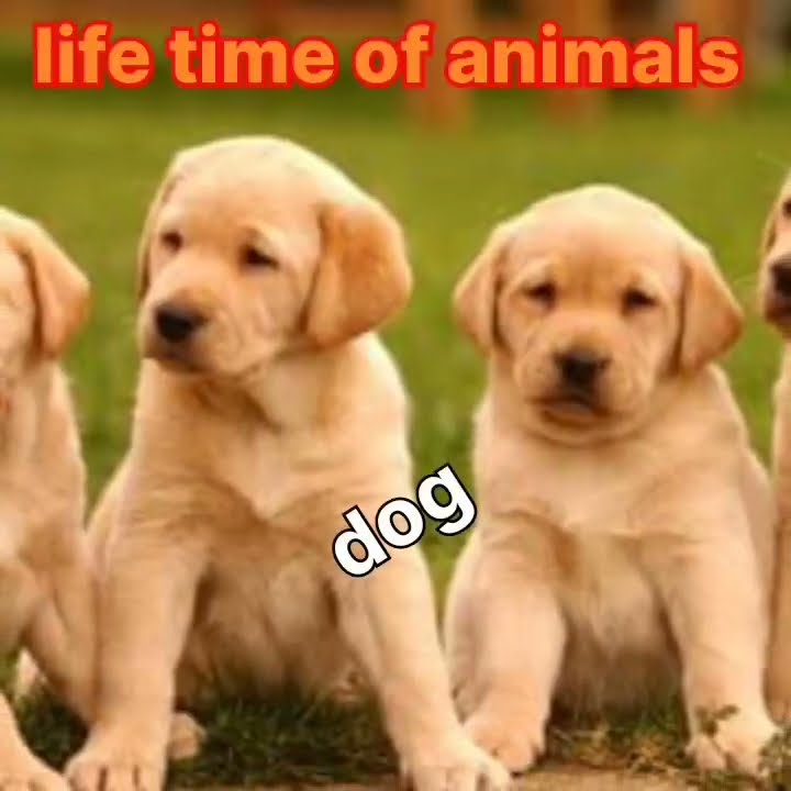life time of animals #dog #shorts #cat #cow @uniquestudyandKnowledge51 ...