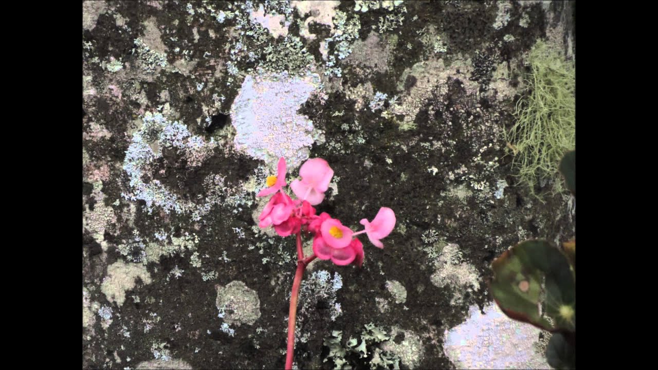 Peru 2012: Peruvian mountain flora - YouTube