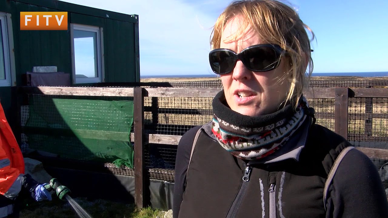 How to Clean a Penguin - YouTube