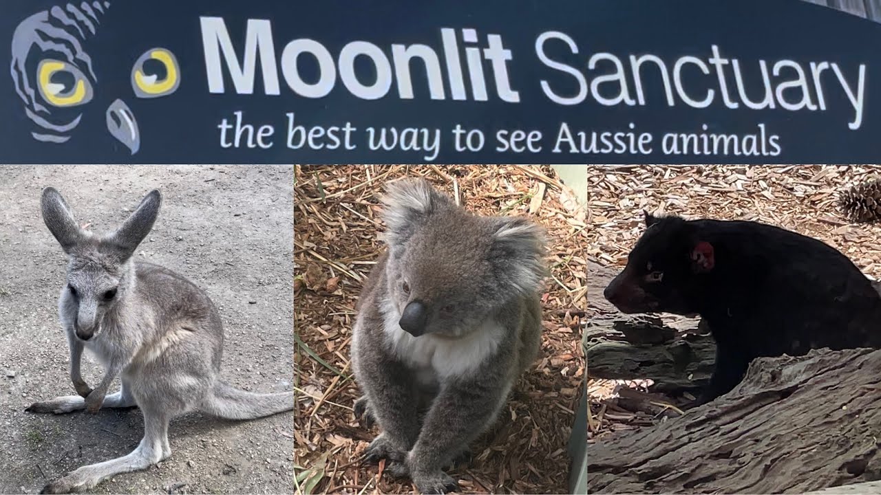 Moonlit Sanctuary | Things to do & see | Australian Animals Birds Conservation Holding Feeding ...
