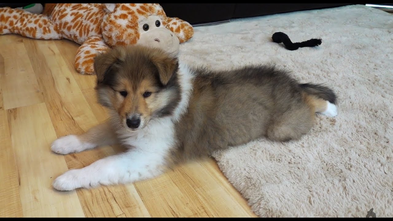 Collie rough puppy dog MOONHEART - YouTube