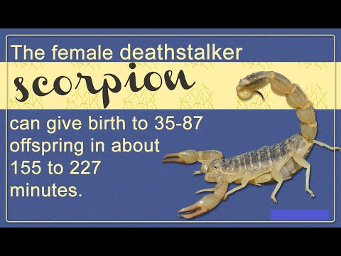 Facts About the Deathstalker Scorpion - YouTube