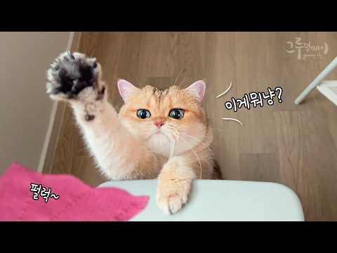 I showed a red cape to a cat who attacks fingers…