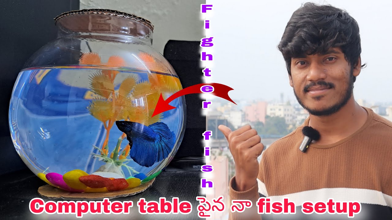 Betta fish tank setup | Fighter fish aquarium setup | Godugu Kalyan ...