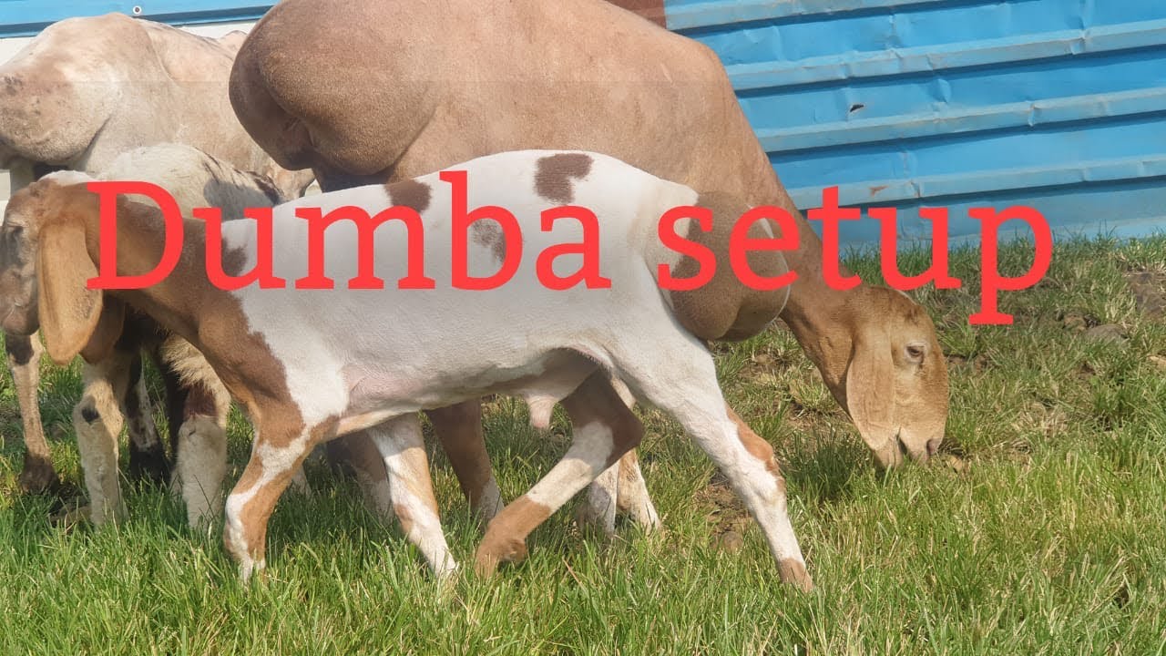 Dumba breeding set up at Zaahi goat farm - YouTube