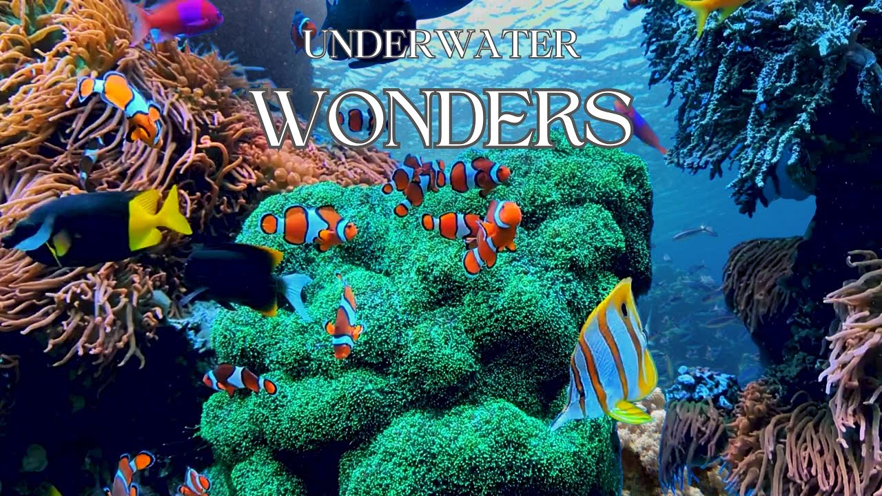 Stunning Underwater Wonders + Relaxing Music. Beautiful Tropical Fish ...